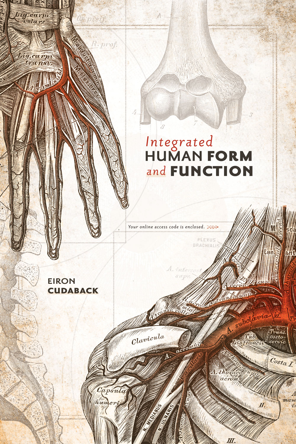 Product Details Integrated Human Form And Function Great River Learning